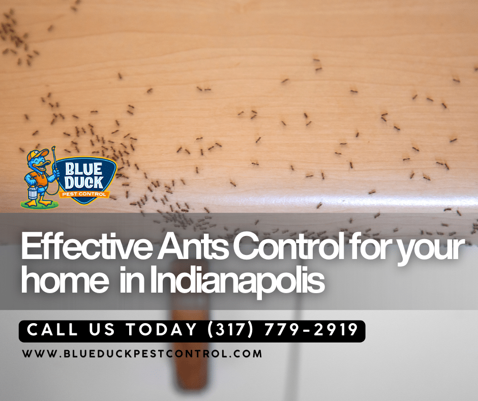 Best Ant Killer for Indoors: Professional Solutions That Work in Indy ...